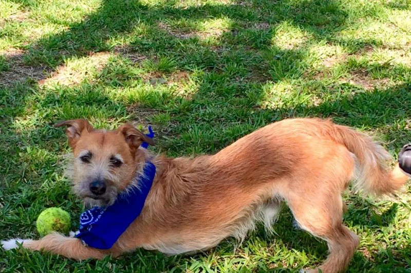Fundraiser by Christopher Dustin : Tucker's Gift