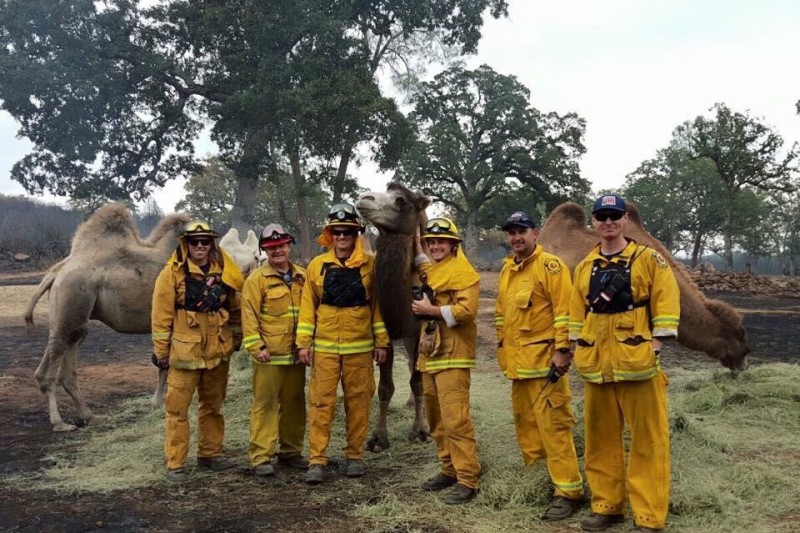 Valley Fire Camel Rescue | Teachers, Peacemakers, Witnesses for Justice ...