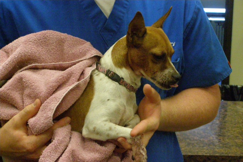 Fundraiser by Bobbi Winkelman : Rescued Dogs Struck By Car, for Vet