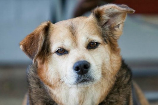 Fundraiser by Joe DiJulio : Lu Lu's Hope