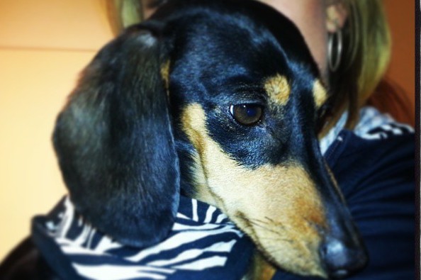 Fundraiser by Tina Stewart-Wombles : SHILO'S RECOVERY