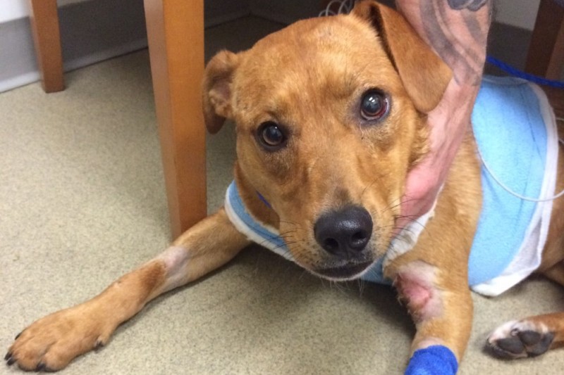 Fundraiser by Lisa Landman : Roscoe's Vet Bills | Lisa Landman