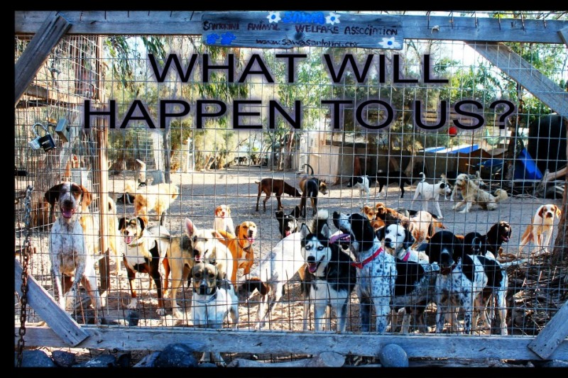 Fundraiser by Debbie Spillane : SAWA's new shelter