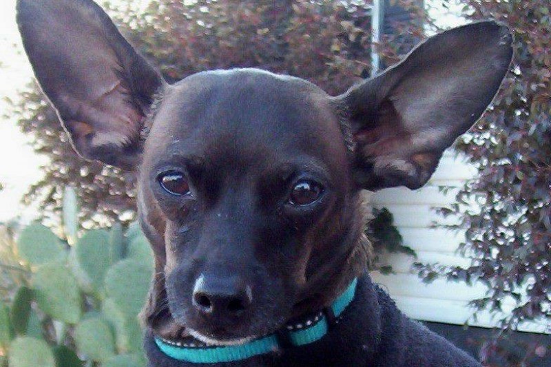 Fundraiser for Terry Davis by Rescue Transport : Dog Rescue Transport ...