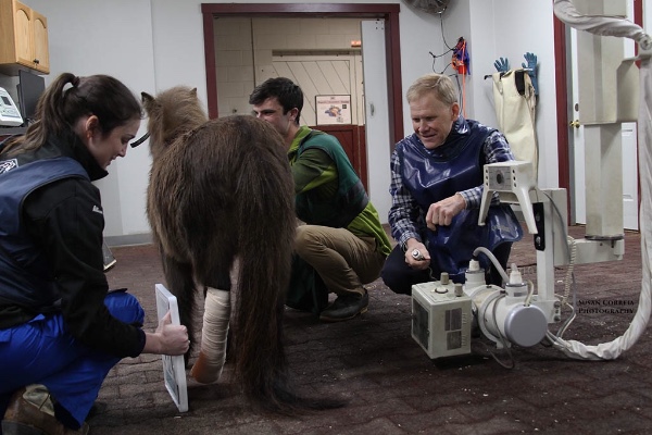 Fundraiser by Julie Nightlinger : Saving Max