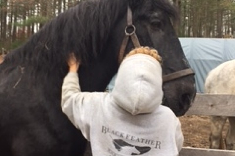 Fundraiser by Darlene Nickerson : Please help a police horse