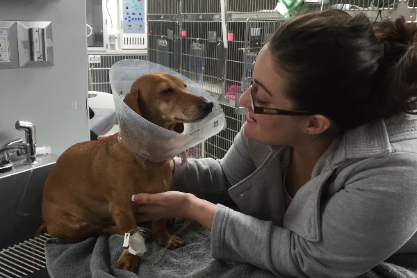 Fundraiser for Heather Hamlett by Cindy Grispino Hamlett : Winston ...