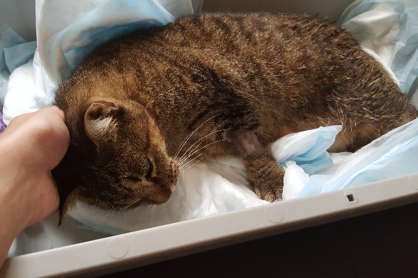 Fundraiser for Elizabeth Homay by Jessica Emmons : Grandmom Saved My ...