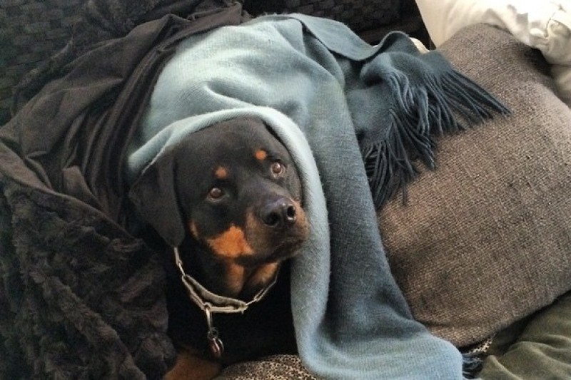 Fundraiser for Nicholas Chiodini by Cory Chiodini-May : Save Digit