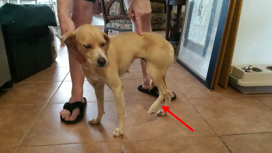 Fundraiser By Chad Anderson Stray Dog Daisy s Broken Leg Fundraiser By Chad Anderson Stray Dog Daisy s Broken Leg