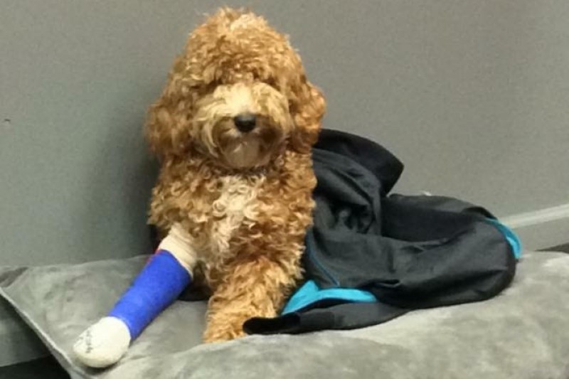 Fundraiser for Andrew Gann by Kevin DeLoach : Charlie's Memorial Fund