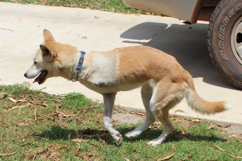 Fundraiser by Jill Pascoe : Willow's Veterinary fee from MVA