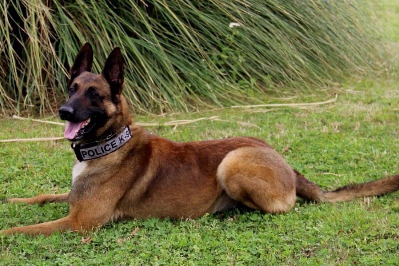 Fundraiser by Kaley Sullenger : Protecting Pups (Equipment for K9s)