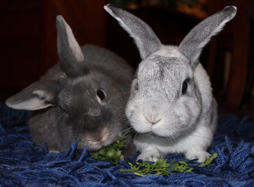Fundraiser by Judi Inglis : Rabbit Runaway Emergency Vet Care