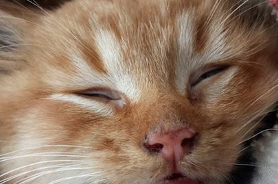 Fundraiser by Tigerlily Rescue : Tigerlily Cat Rescue - help Noel