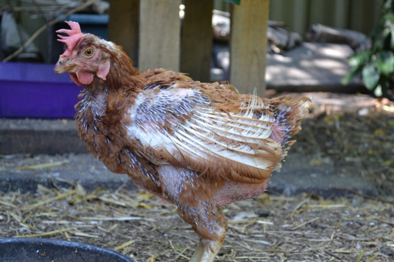 Fundraiser by Catherine Smith : Help NSW Hen Rescue Save More Hens