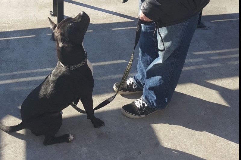Fundraiser by Allison Tignor : Freya Frog Legs Doggie Rehab