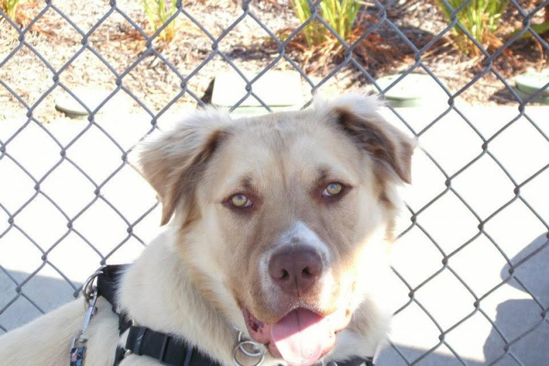 Fundraiser by Sundi Sage : Justice for Grizzly the Dog