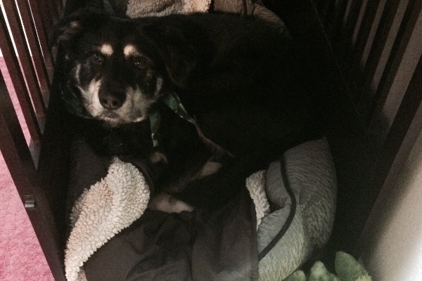 Fundraiser by Karena Randall : Rucker's Knee Surgery (TPLO)